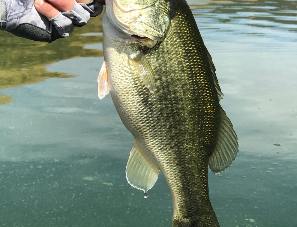 How To Fish a Wacky Worm - Jim Taibi's 661 FISHING How To Fish a Wacky Worm